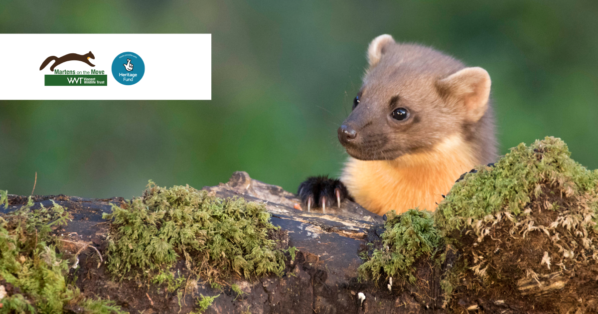 Martens on the Move | Pine martens are one of our rarest…