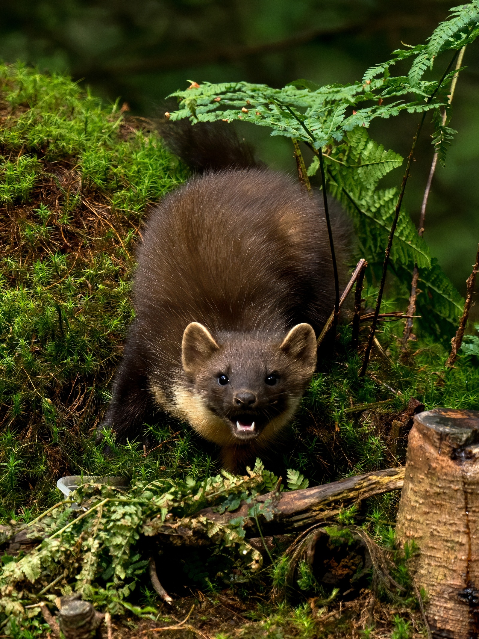 Martens on the Move | All aboutpine martens