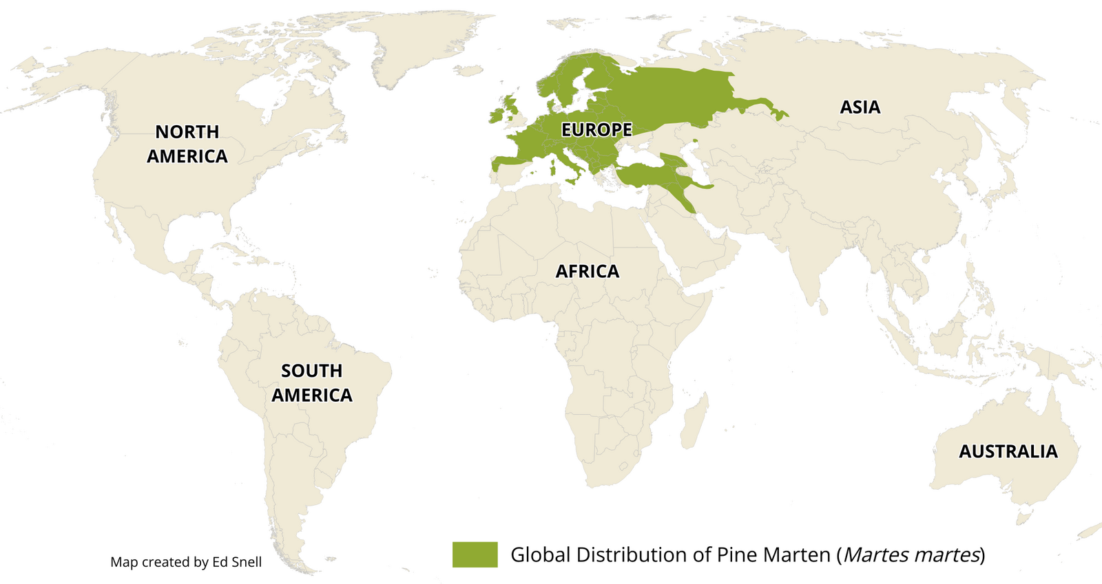 Martens on the Move | All aboutpine martens