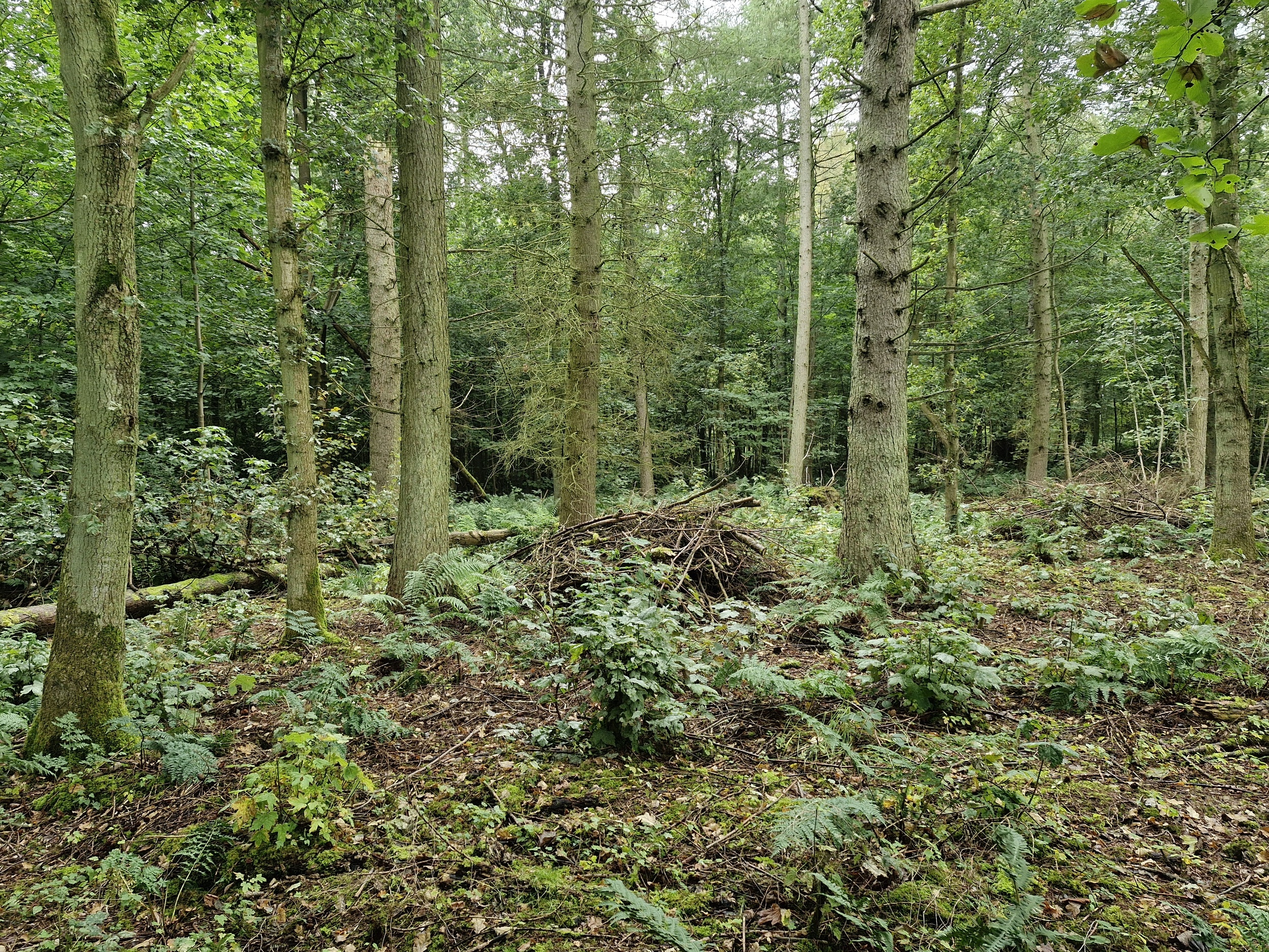 Martens on the Move | National Pine Marten Monitoring…