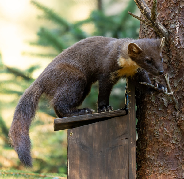 Martens on the Move | National Pine Marten Monitoring…