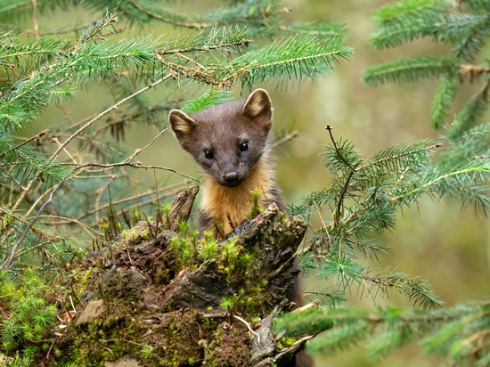 Martens on the Move | National Pine Marten Monitoring…