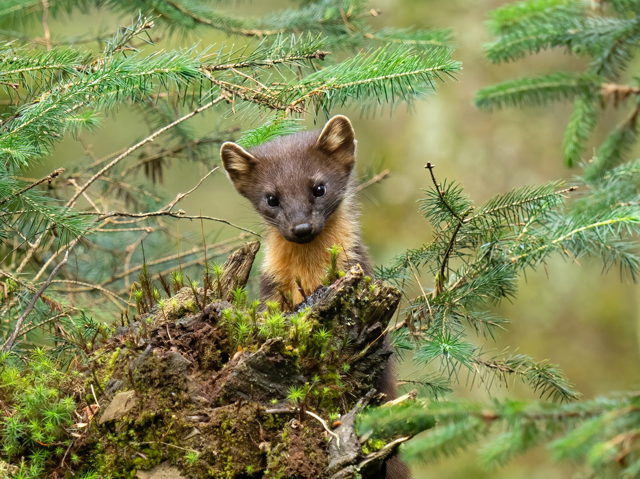 Martens on the Move | National Pine Marten Monitoring…