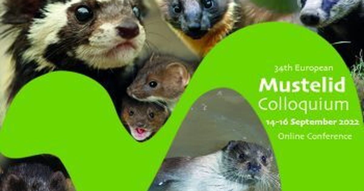 Vincent Wildlife Trust Ireland | The European Mustelid…