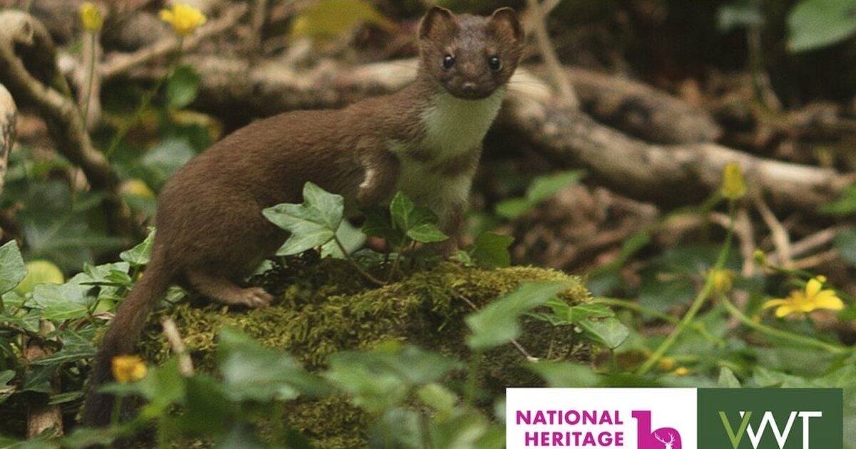 Vincent Wildlife Trust Ireland | New short film on Irish…