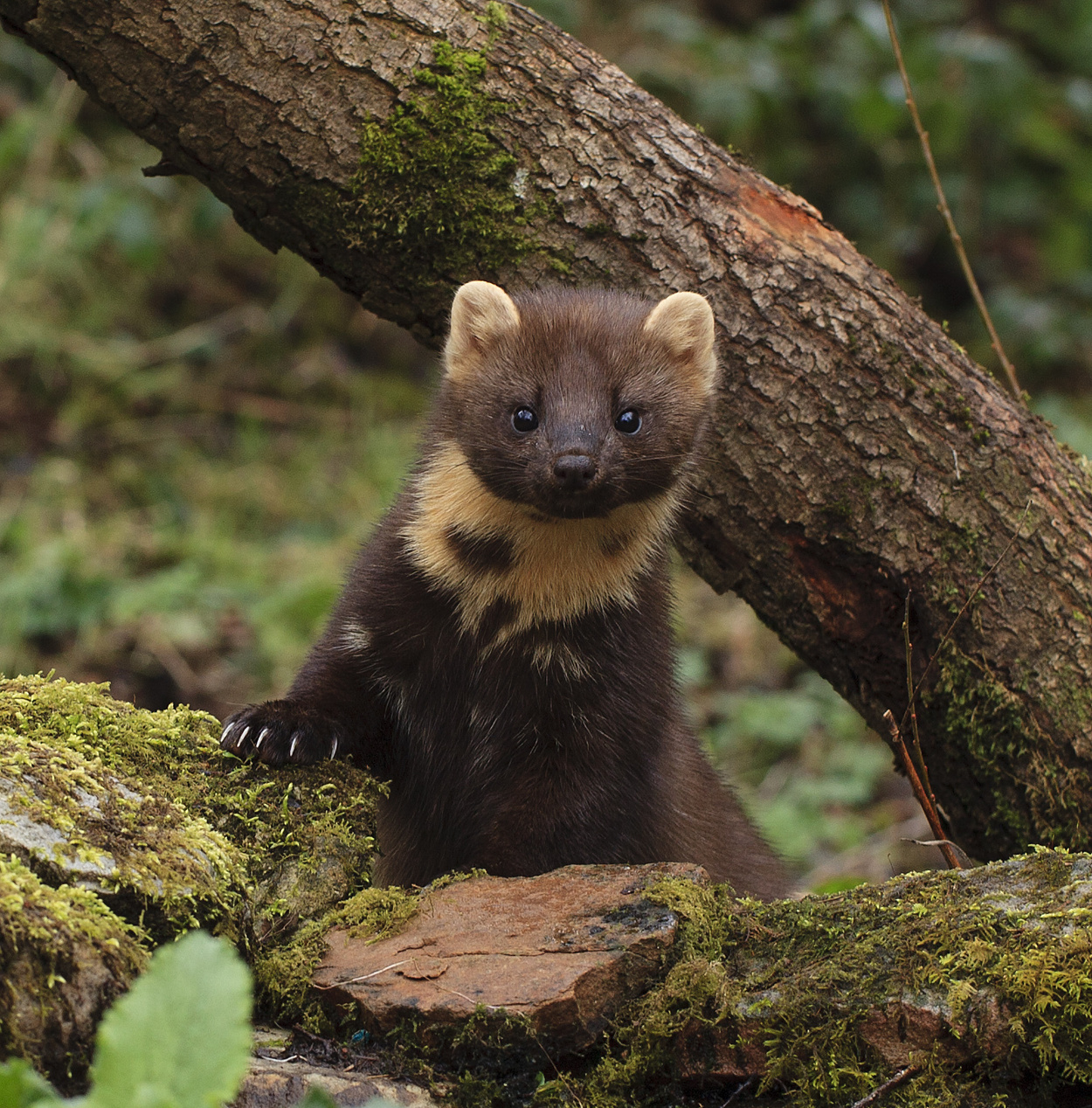Vincent Wildlife Trust Ireland | Pine marten