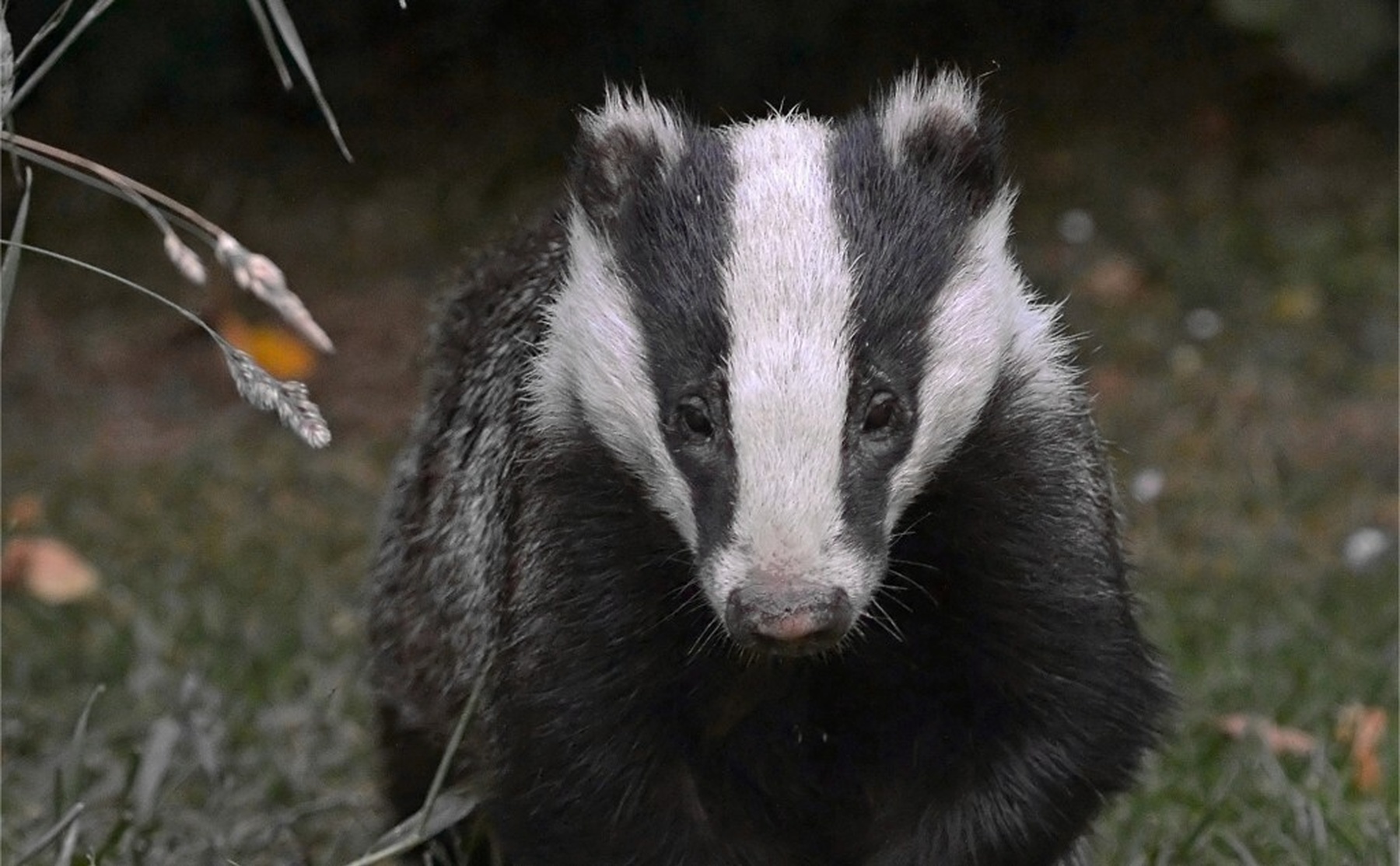 Vincent Wildlife Trust Ireland | Badger