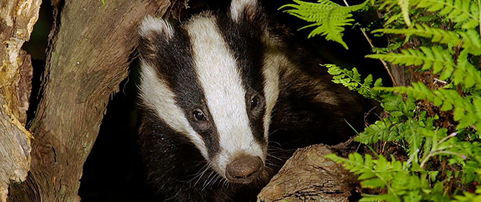 Vincent Wildlife Trust Ireland | Badger