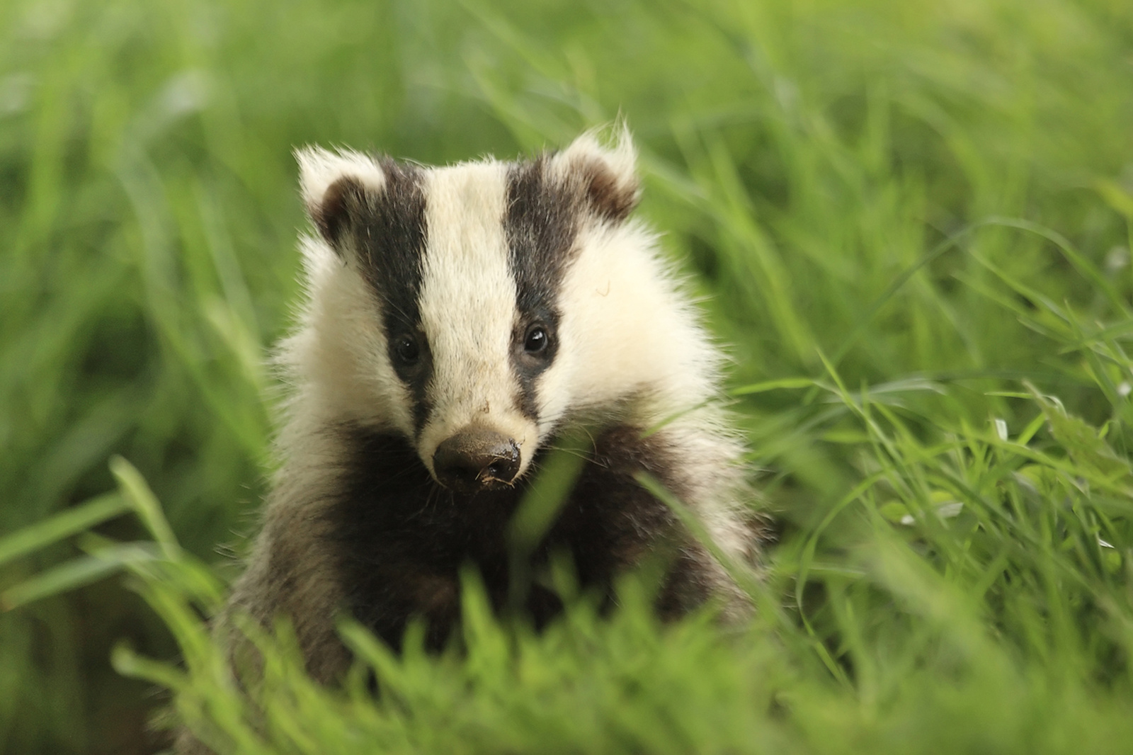 Vincent Wildlife Trust Ireland | Badger