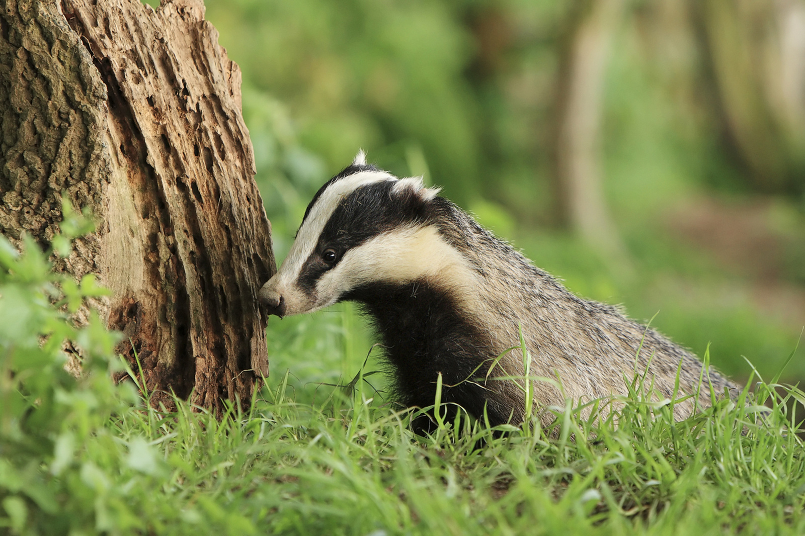 Vincent Wildlife Trust Ireland | Badger