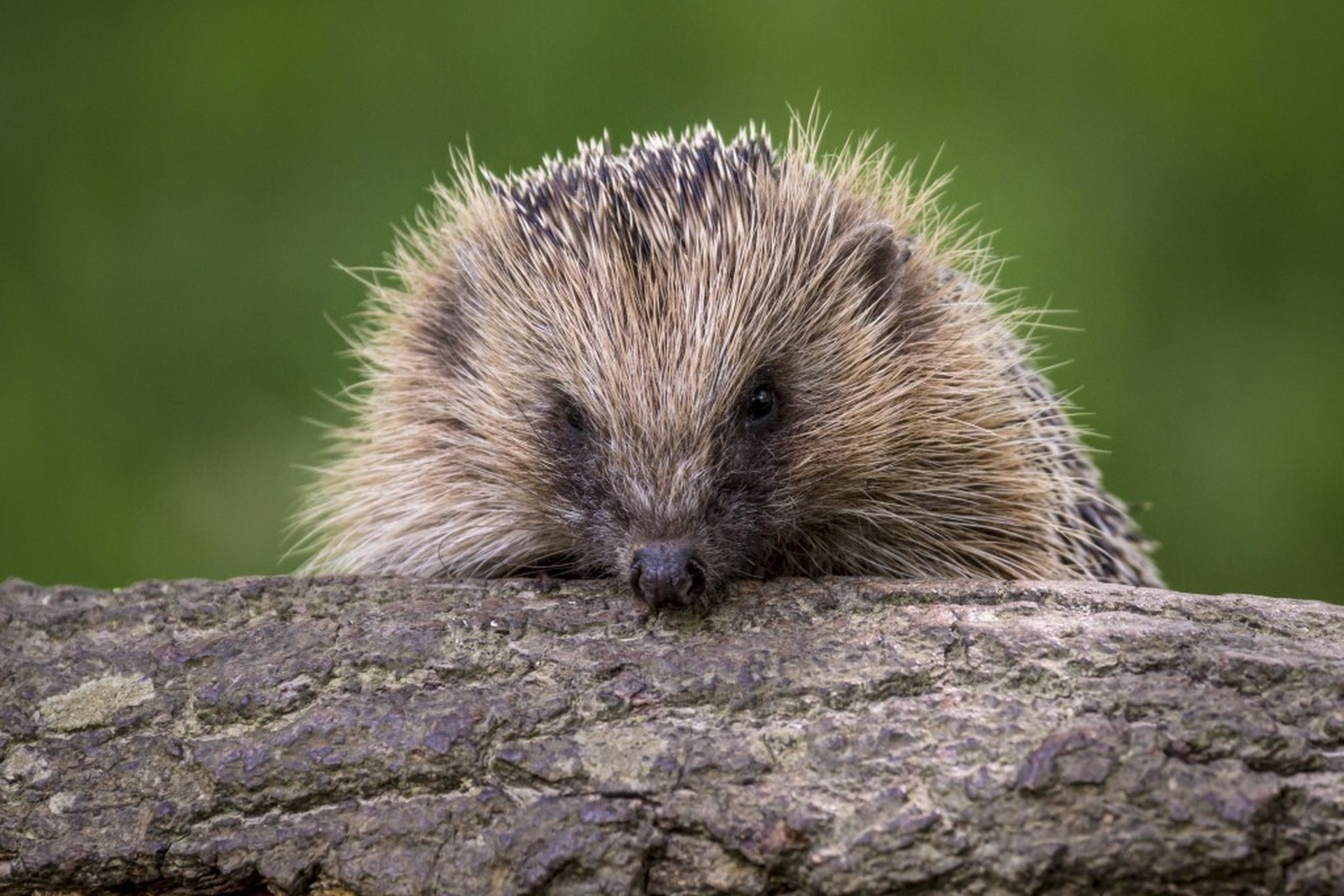 Vincent Wildlife Trust Ireland | Hedgehog