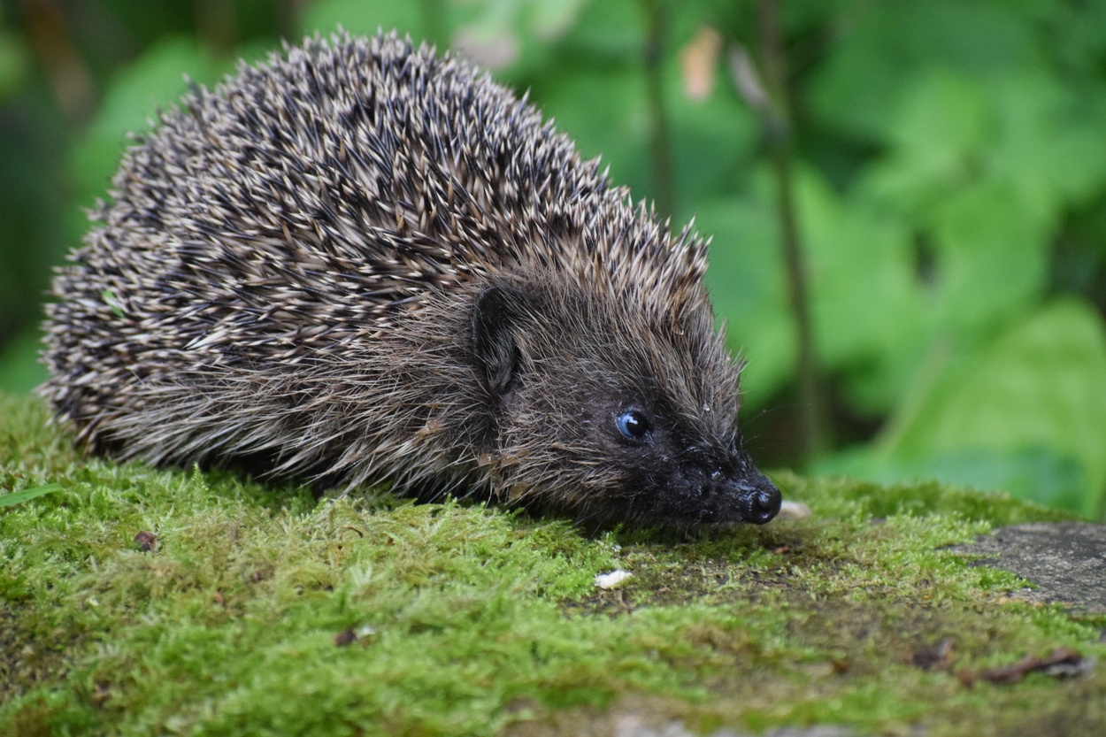 Vincent Wildlife Trust Ireland | Hedgehog