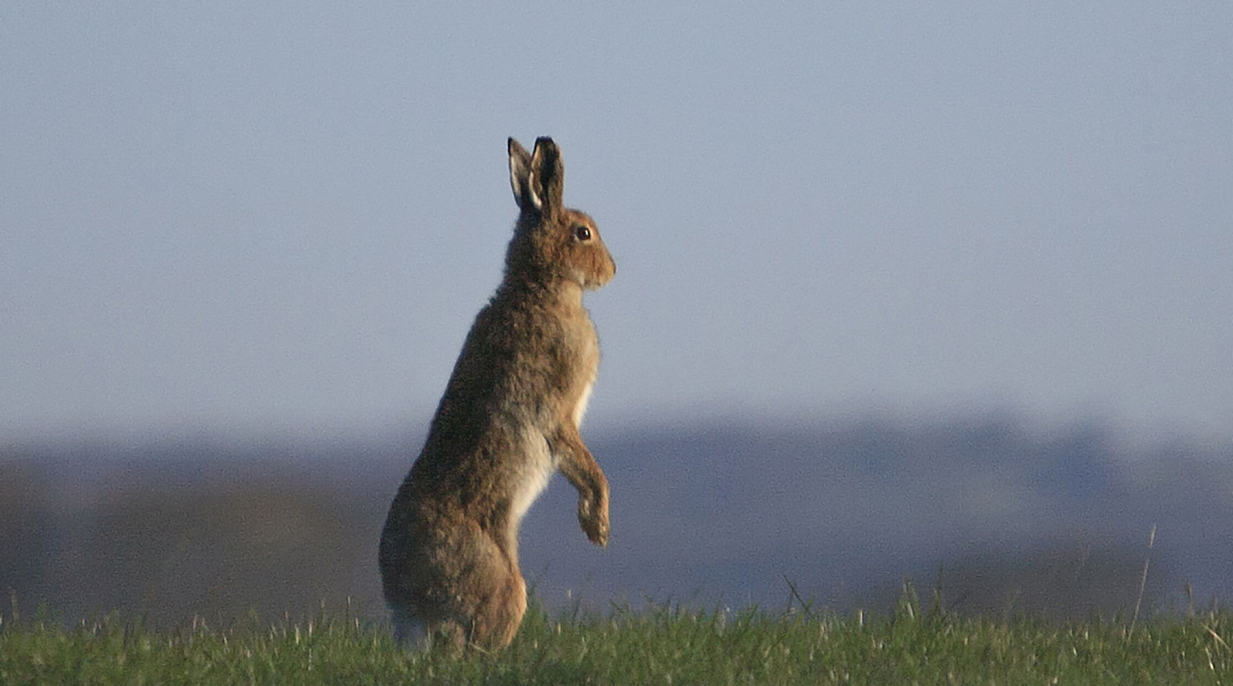 Vincent Wildlife Trust Ireland | Irish hare
