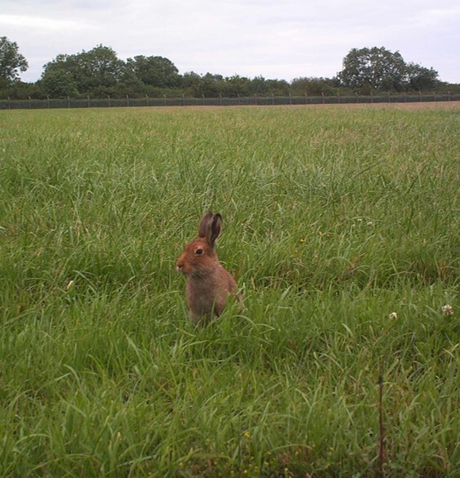 Vincent Wildlife Trust Ireland | Irish hare