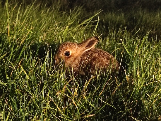 Vincent Wildlife Trust Ireland | Irish hare