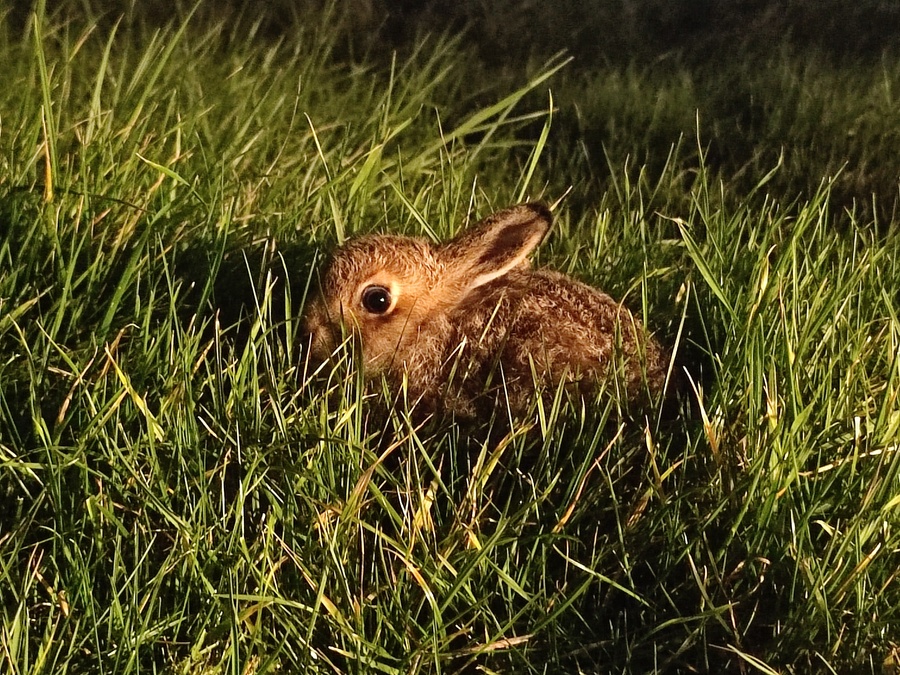 Vincent Wildlife Trust Ireland | Irish hare