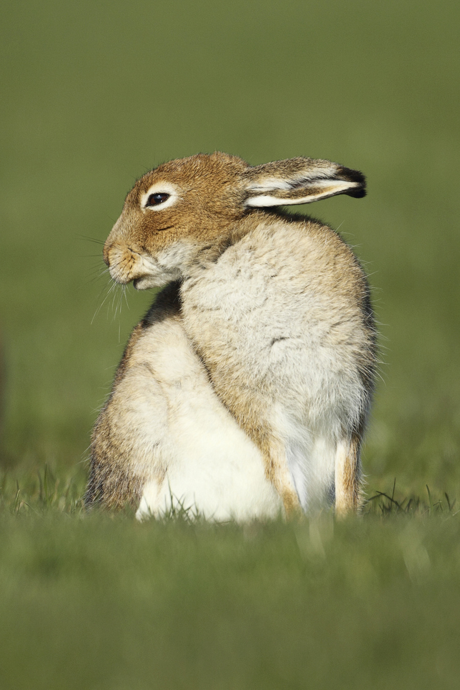 Vincent Wildlife Trust Ireland | Irish hare