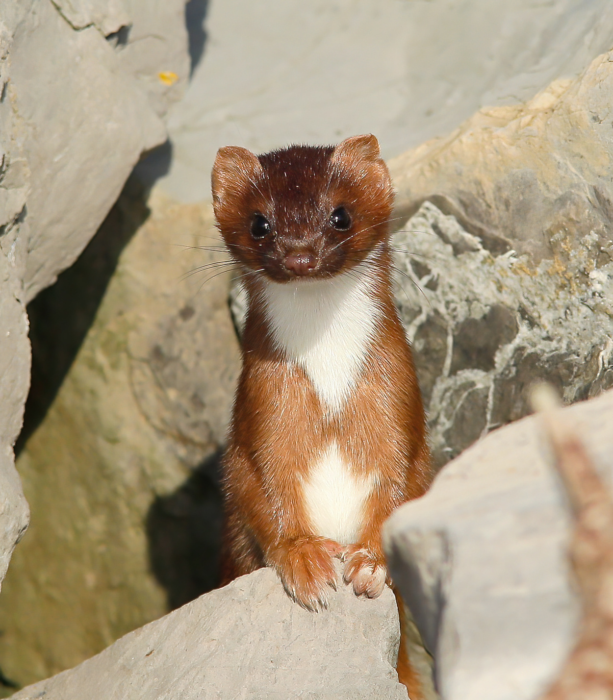 Vincent Wildlife Trust Ireland | Irish stoat
