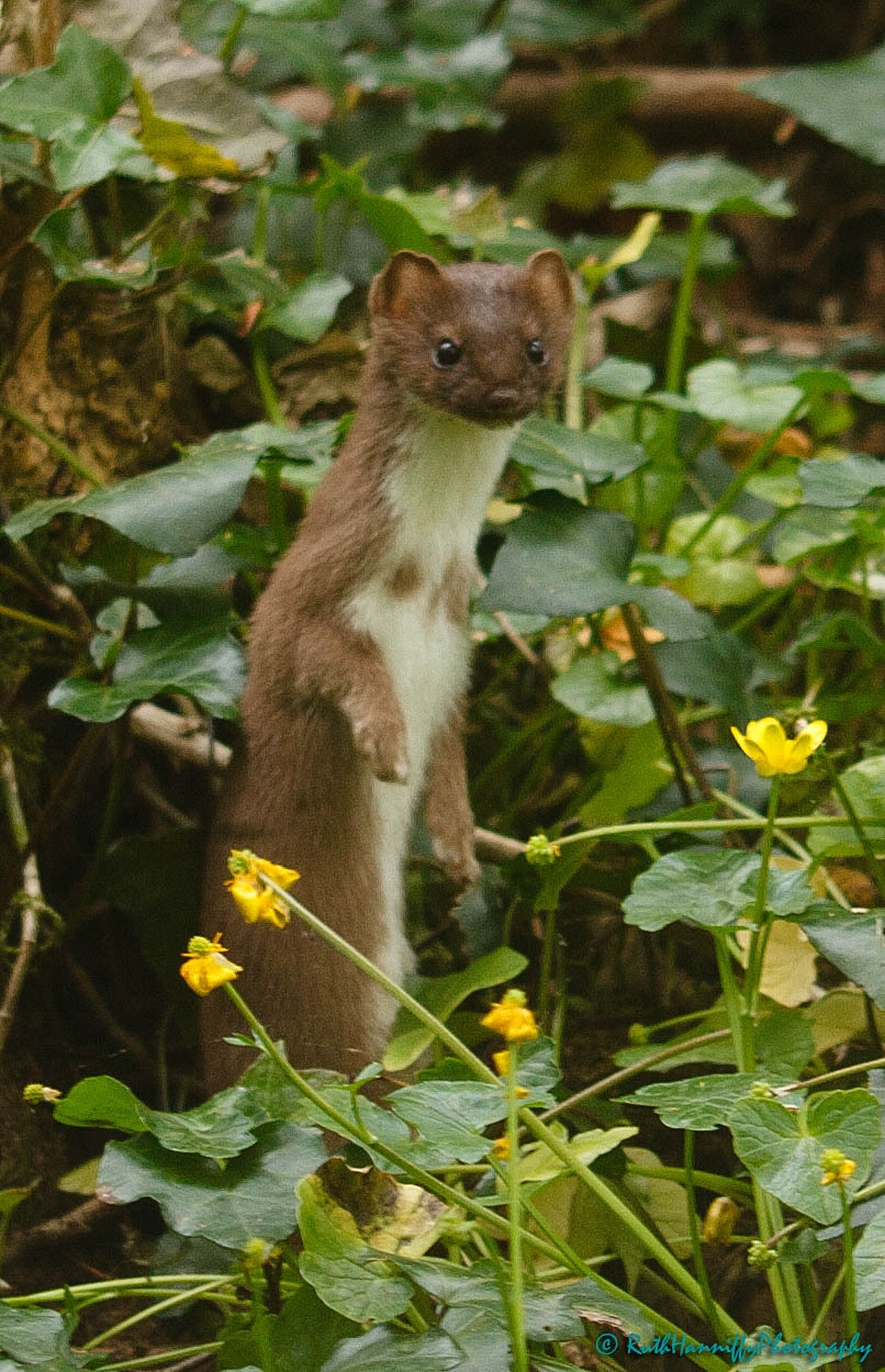Vincent Wildlife Trust | Celebrating 50 years with our…