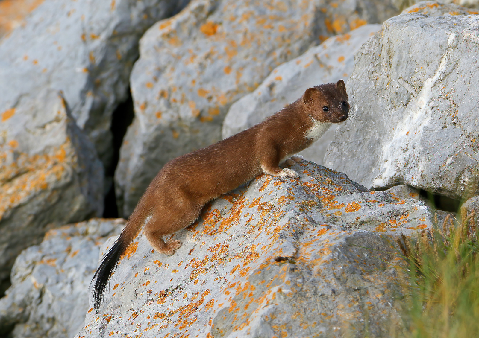 Vincent Wildlife Trust Ireland | Irish stoat