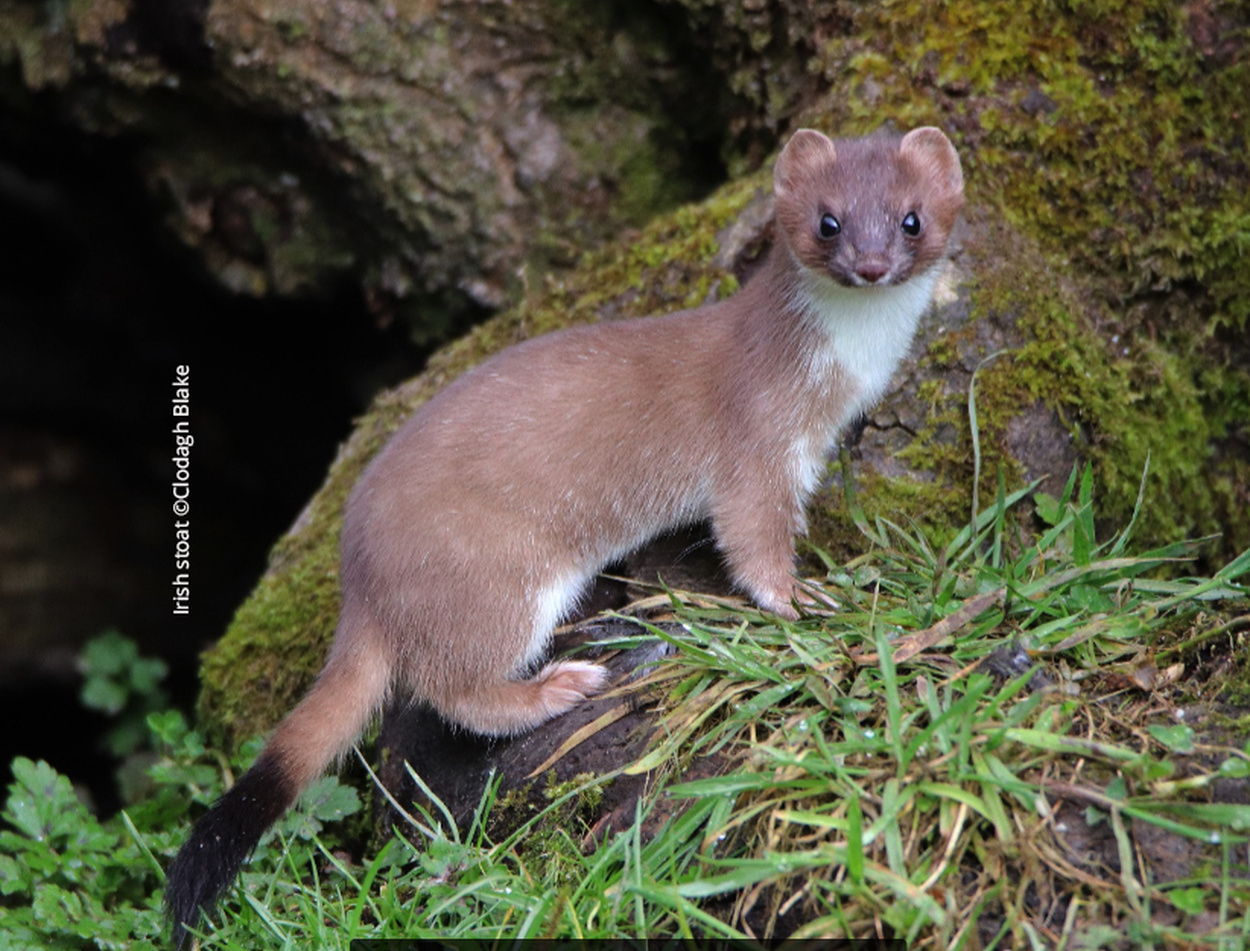 Vincent Wildlife Trust Ireland | Irish stoat