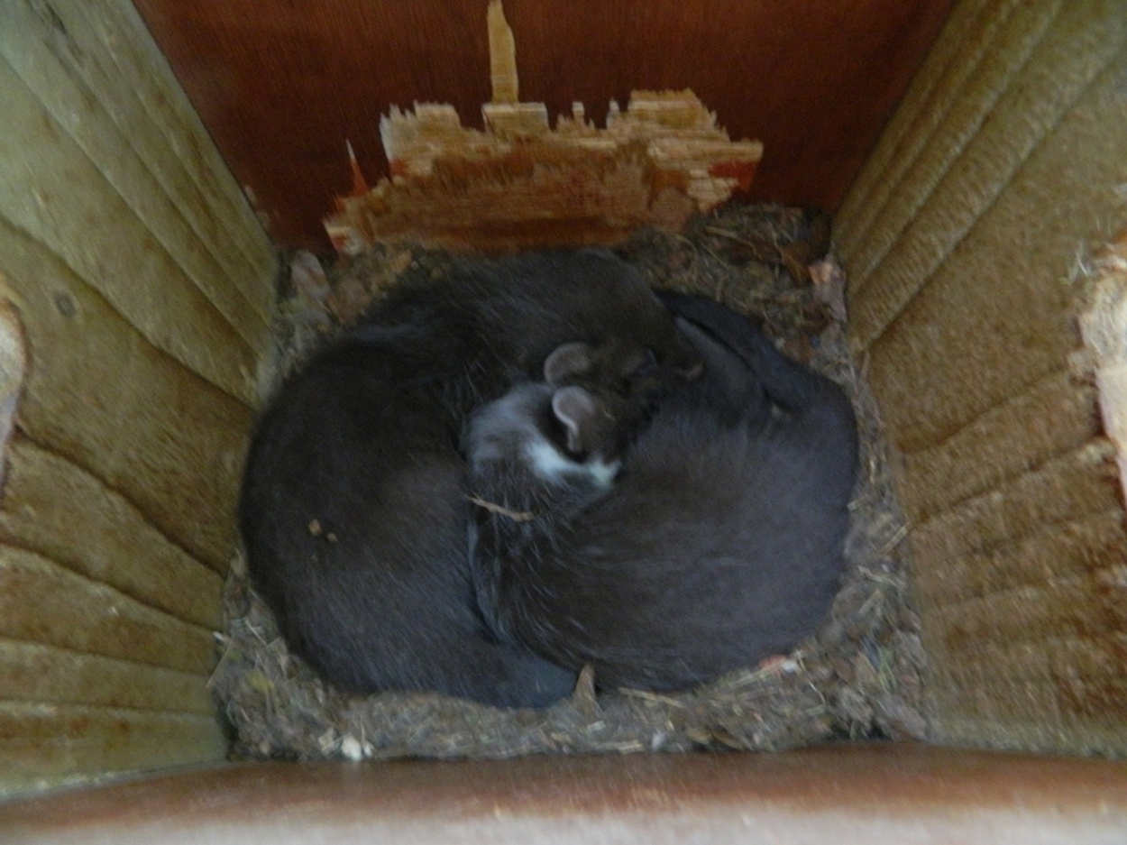 Vincent Wildlife Trust Ireland | Pine marten