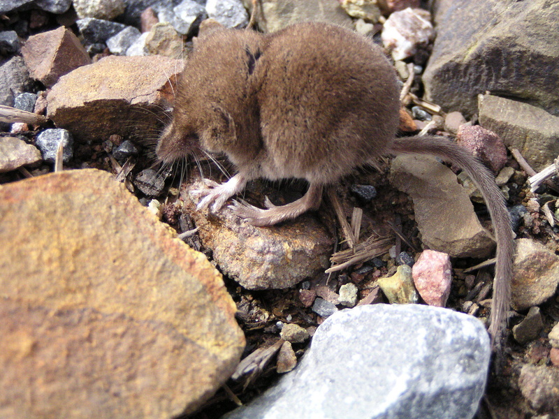 Vincent Wildlife Trust Ireland | Pygmy shrew