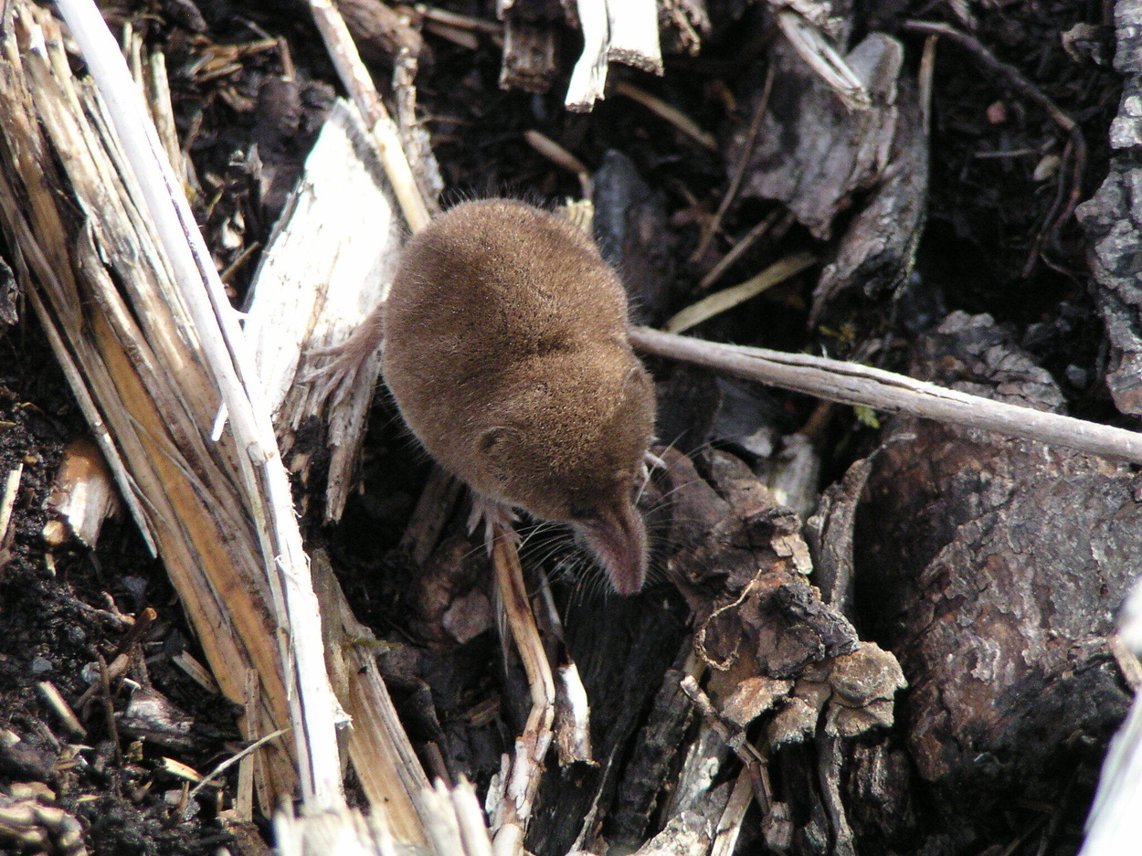 Vincent Wildlife Trust Ireland | Pygmy shrew