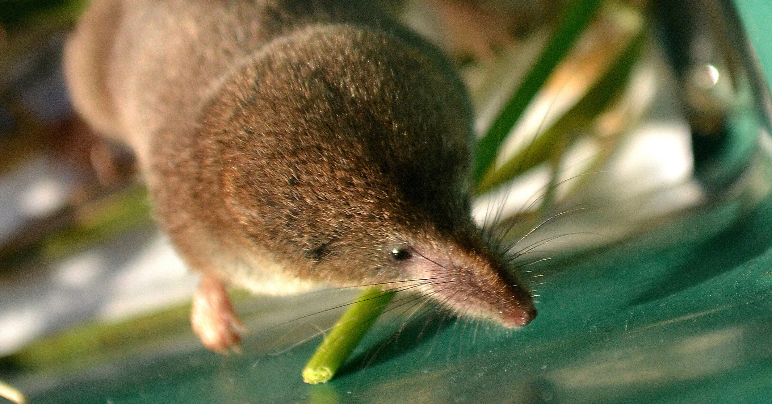 Vincent Wildlife Trust Ireland | Pygmy shrew