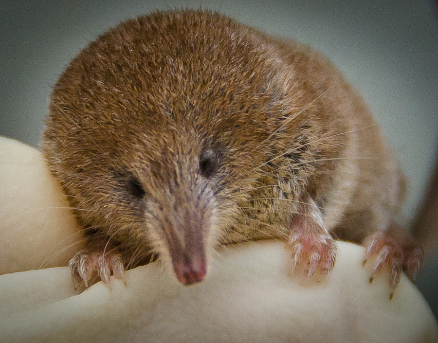 Vincent Wildlife Trust Ireland | Pygmy shrew