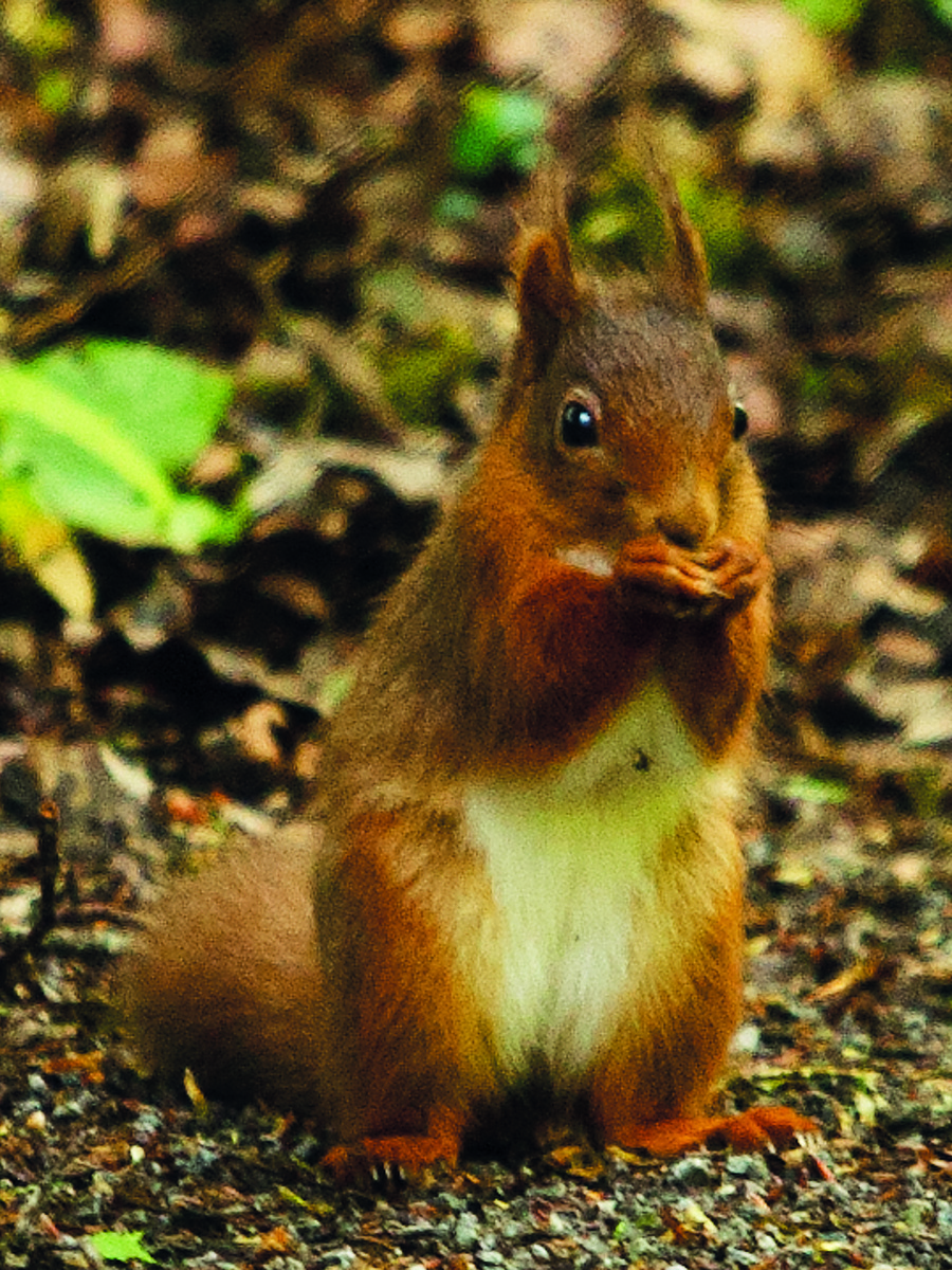 Vincent Wildlife Trust Ireland | Red Squirrel