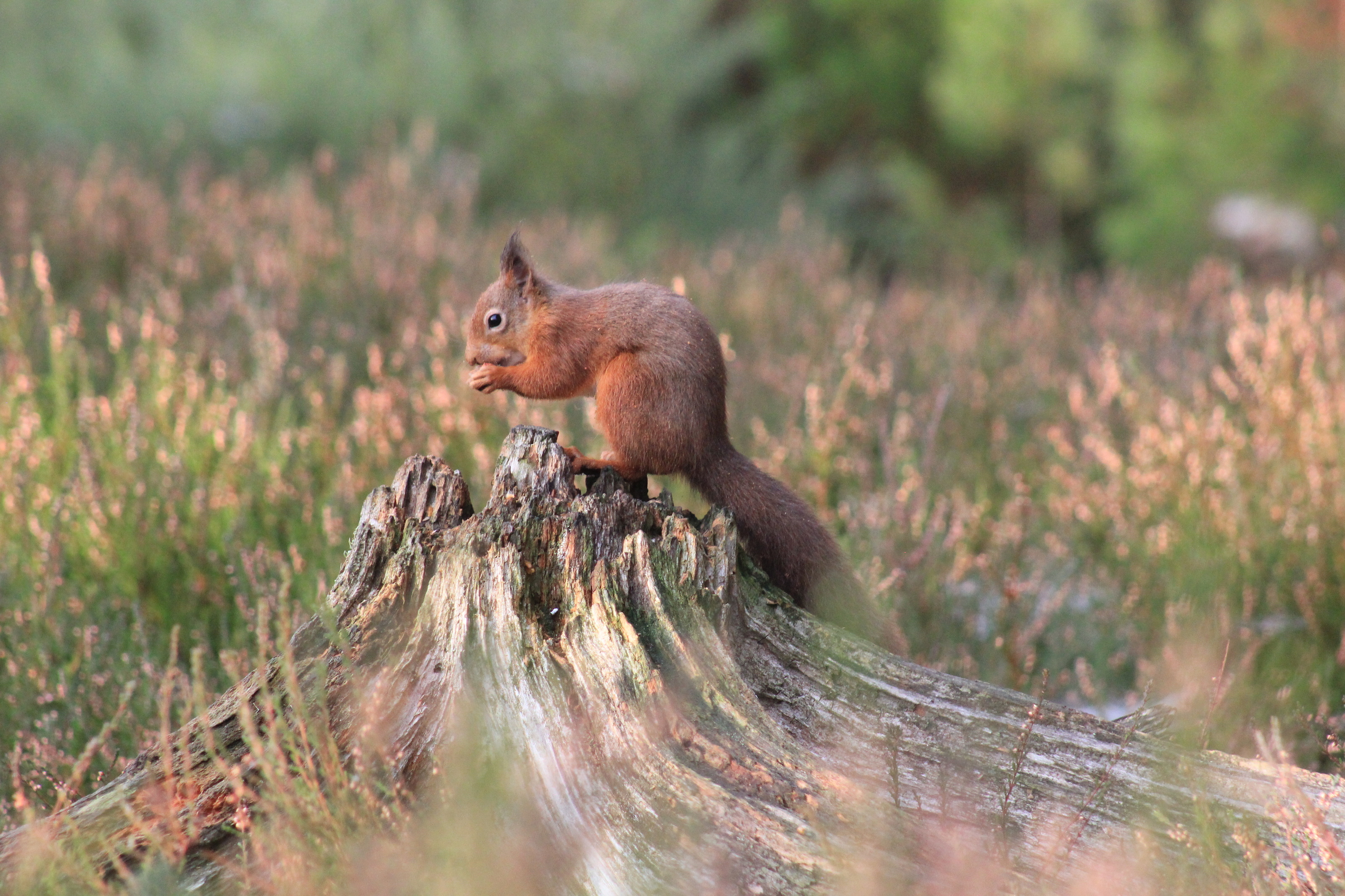 Vincent Wildlife Trust Ireland | Red Squirrel