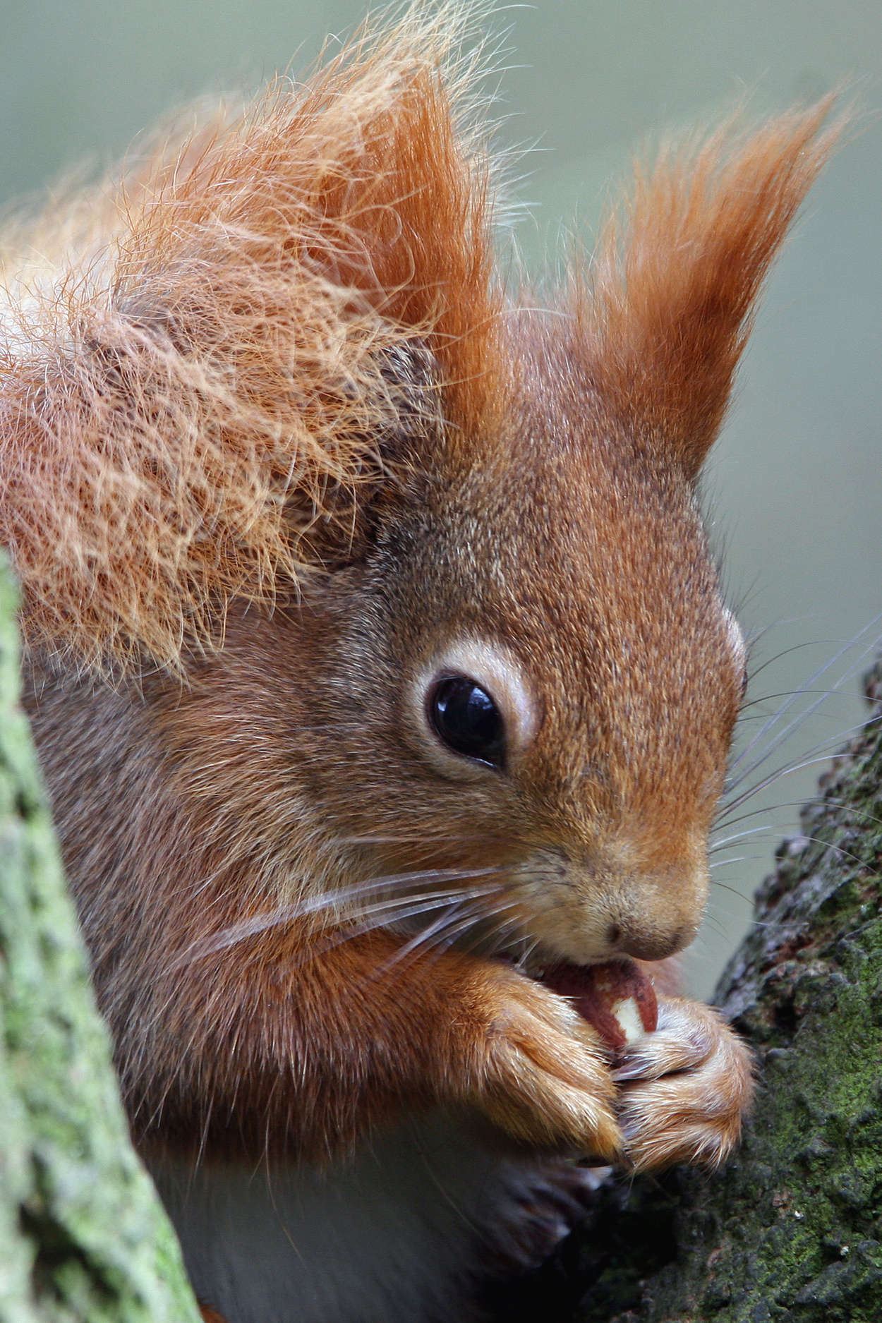 Vincent Wildlife Trust Ireland | Red Squirrel