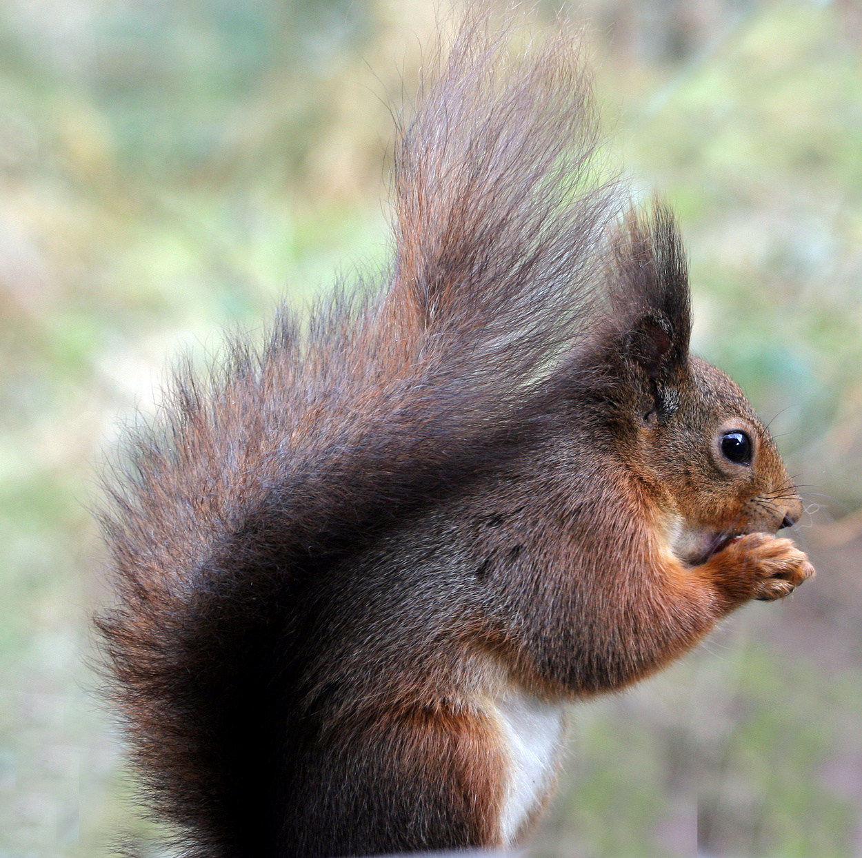 Vincent Wildlife Trust Ireland | Red Squirrel
