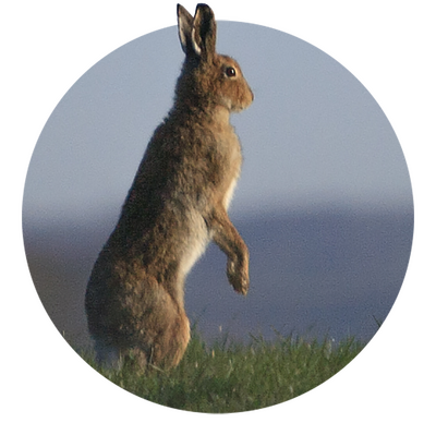 Vincent Wildlife Trust Ireland | Mammals in Ireland