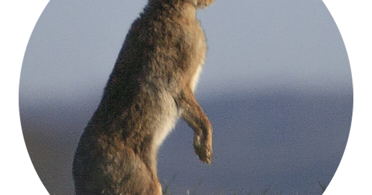 Vincent Wildlife Trust Ireland | Irish hare