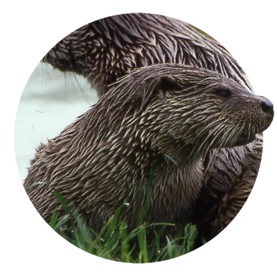 Vincent Wildlife Trust Ireland | Mammals in Ireland