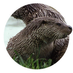 Vincent Wildlife Trust Ireland | Mammals in Ireland