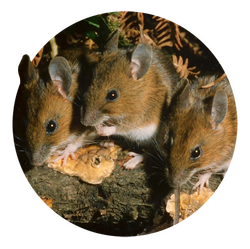 Vincent Wildlife Trust Ireland | Mammals in Ireland