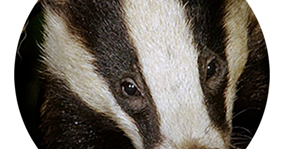 Vincent Wildlife Trust Ireland | Badger
