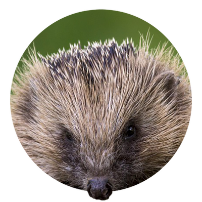 Vincent Wildlife Trust Ireland | Mammals in Ireland