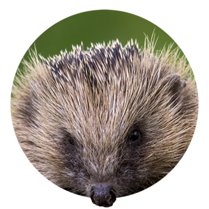Vincent Wildlife Trust Ireland | Mammals in Ireland