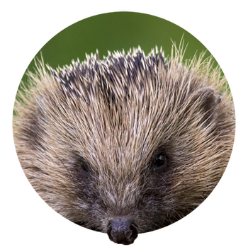 Vincent Wildlife Trust Ireland | Mammals in Ireland