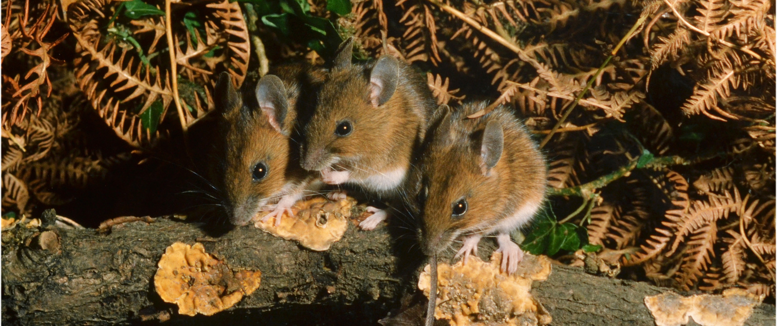 Vincent Wildlife Trust Ireland | Wood mouse