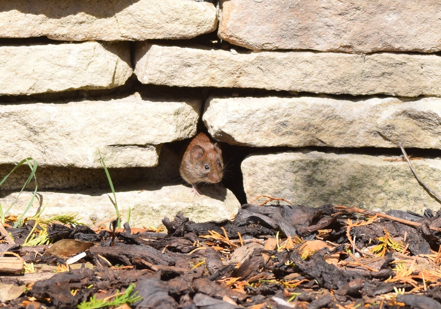Vincent Wildlife Trust Ireland | Wood mouse