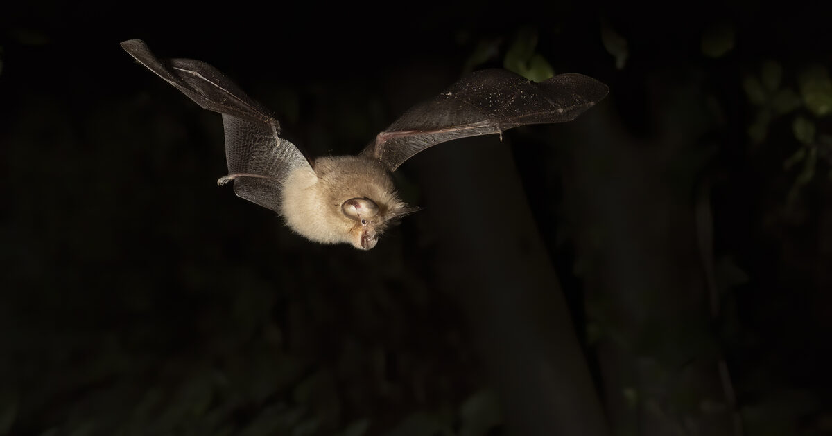 Vincent Wildlife Trust Ireland | Wright, P.G.R. et al.…