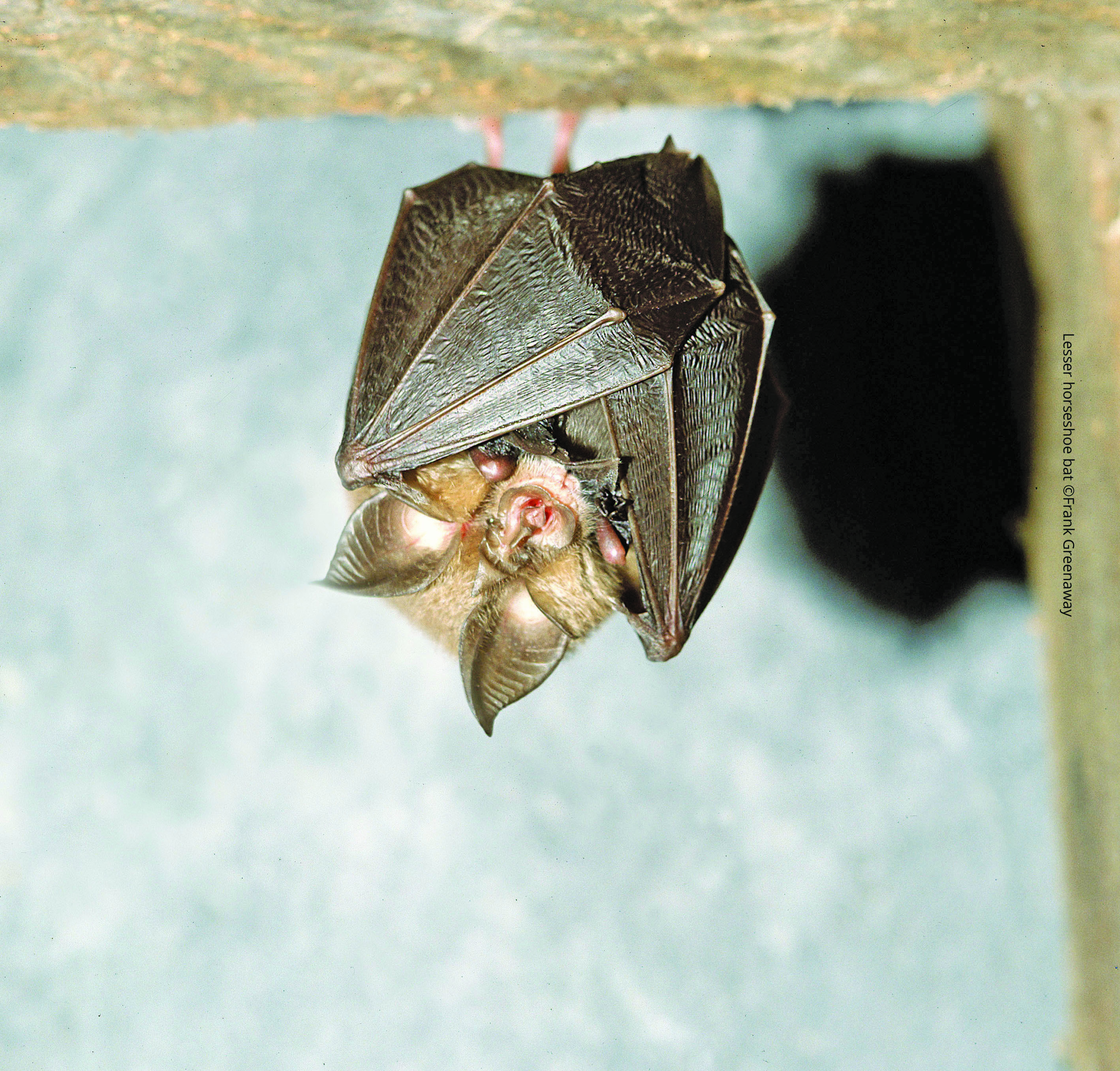 Vincent Wildlife Trust Ireland | Lesser horseshoe bat