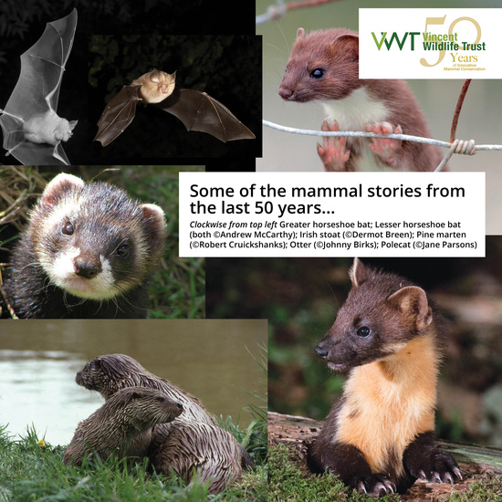 Vincent Wildlife Trust | Celebrating VWT’s 50th Anniversary