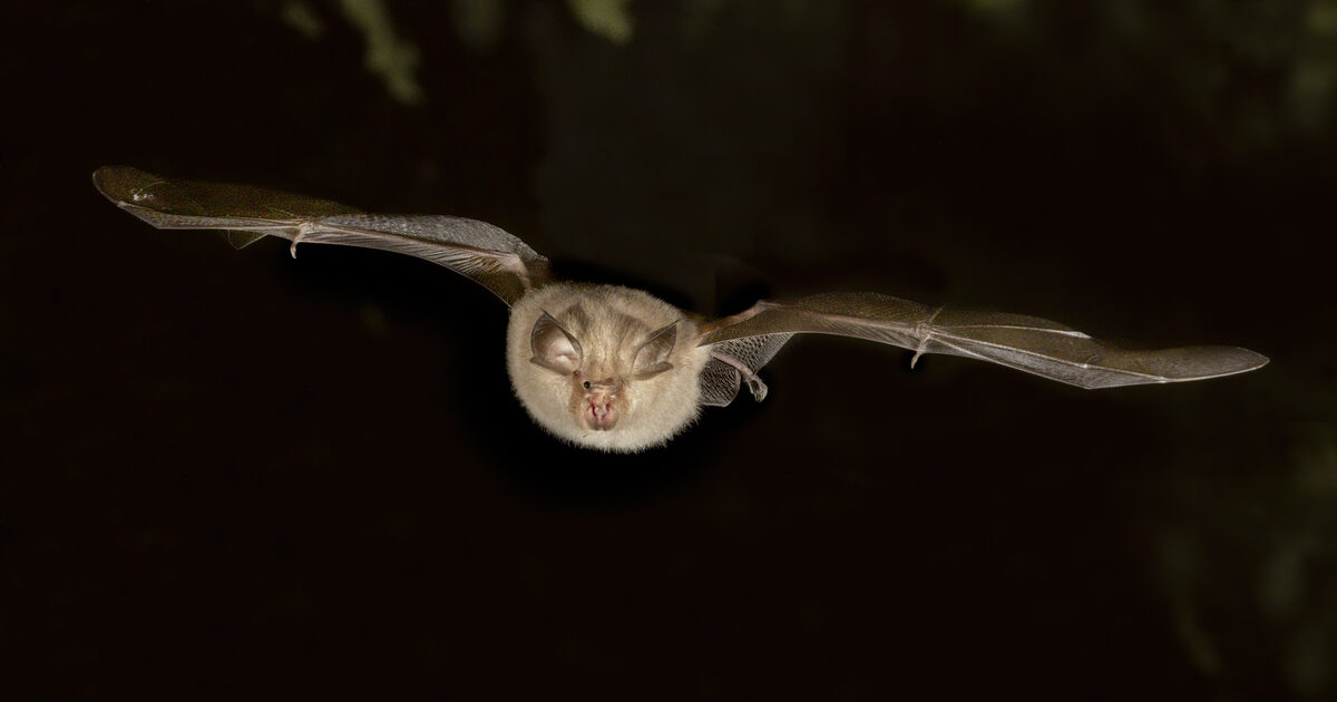 Vincent Wildlife Trust | Lesser horseshoe bat event for…