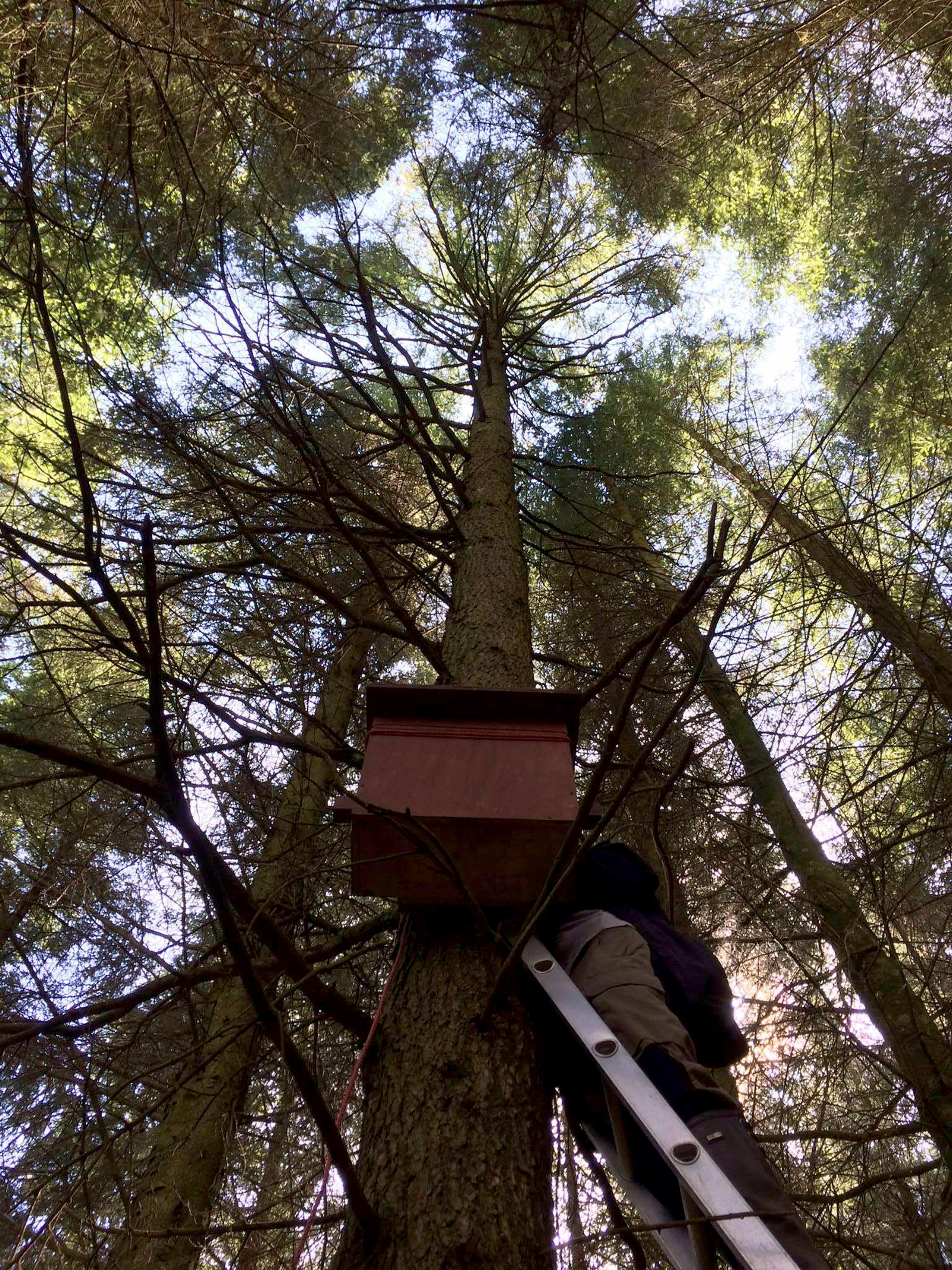 Vincent Wildlife Trust | Croose, E. et al. (2016). Den…